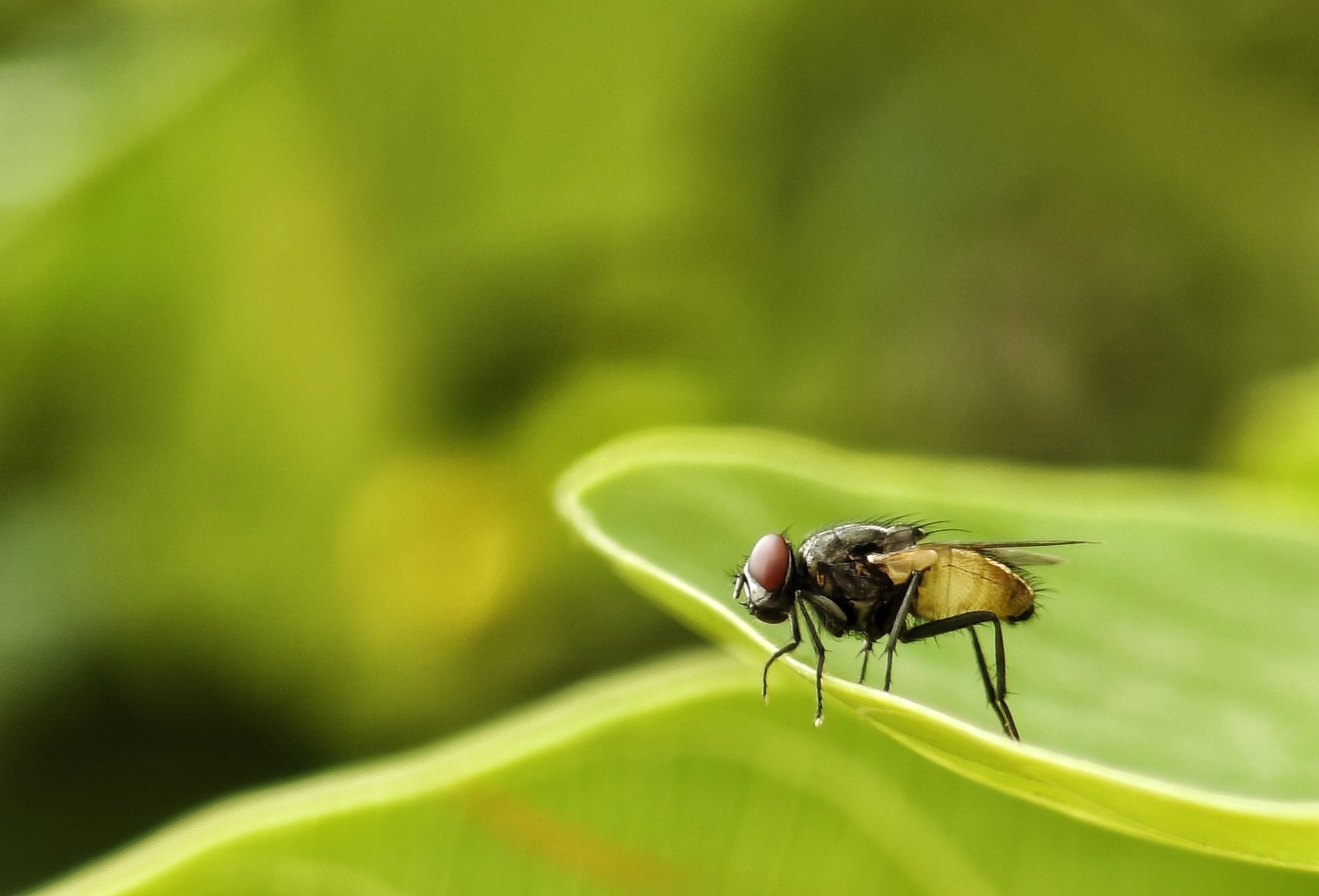 🪰Fly Macro🔎 On Phone(3a)Pro - Nothing Community