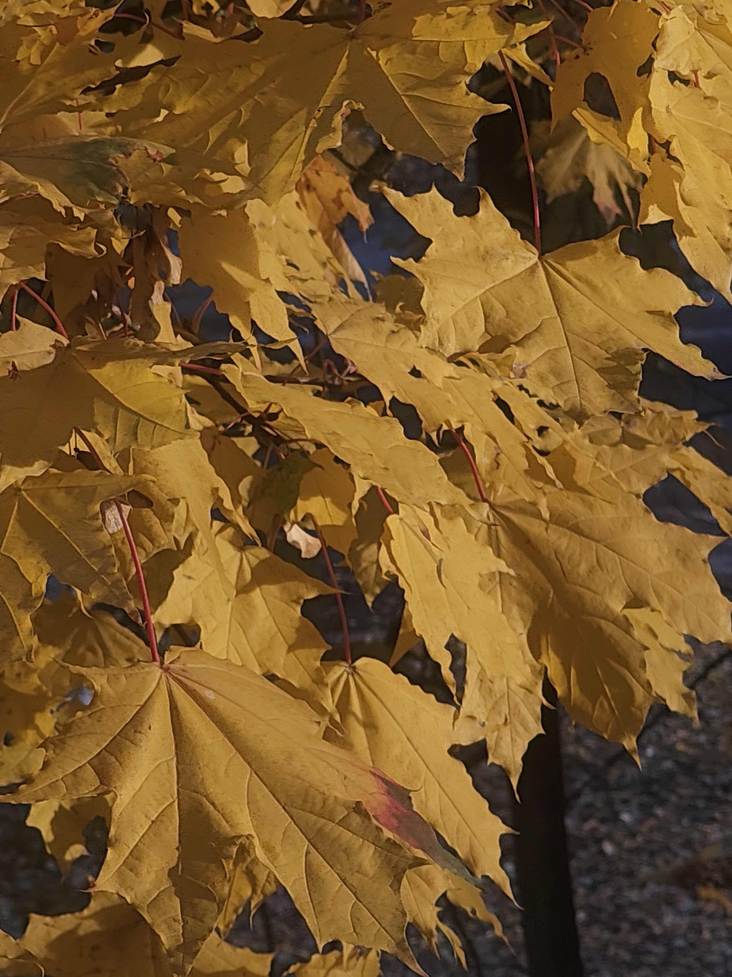 An autumn photos thread made with (3a)