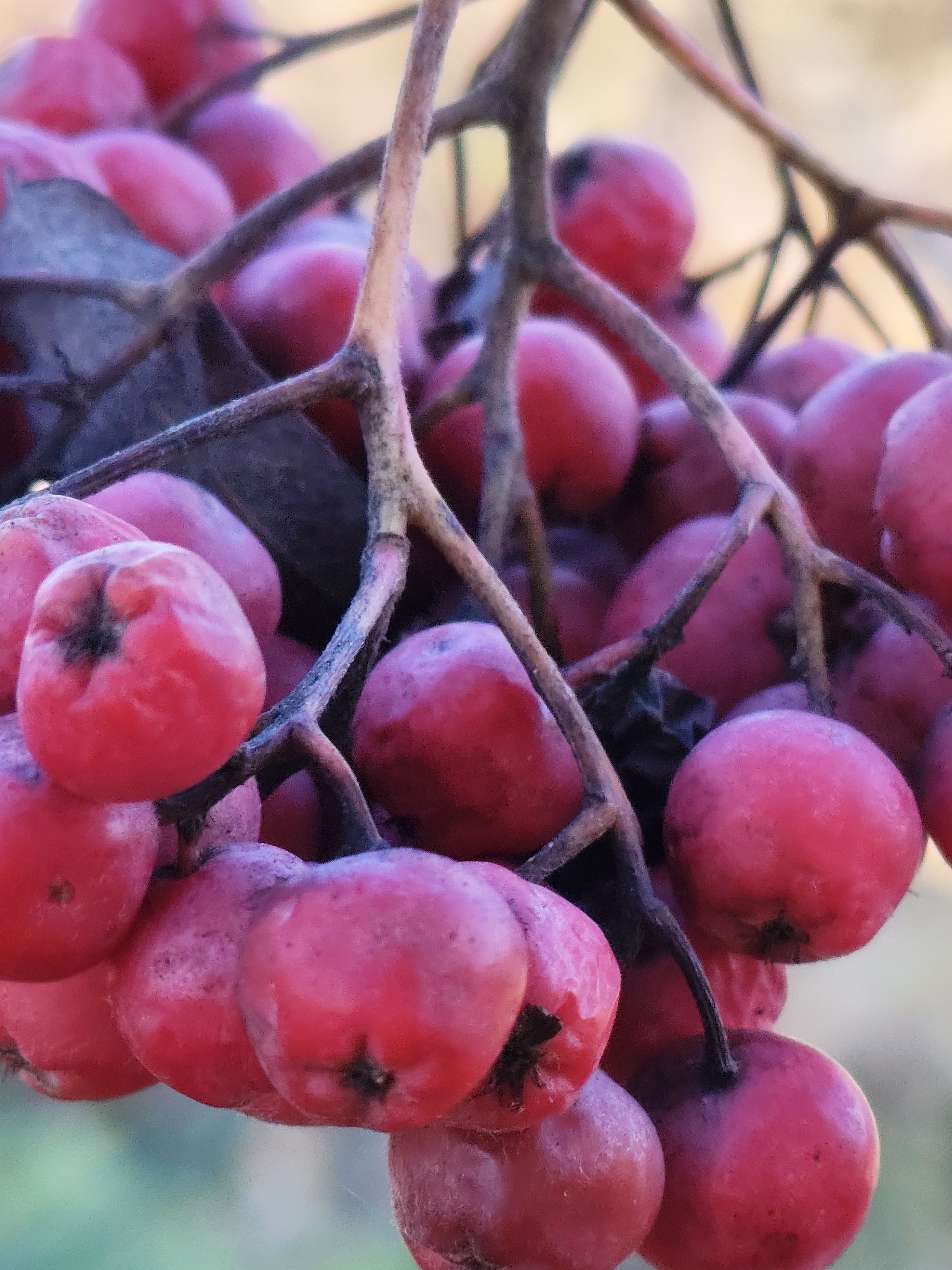 Right way to take macro shots on 3a?